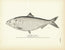 Shad (Female) - 1884 Print | Muir Way