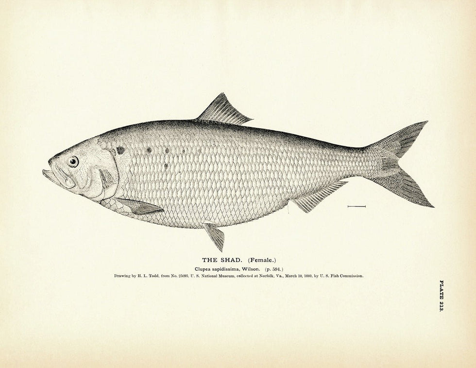 Shad (Female) - 1884 Print | Muir Way