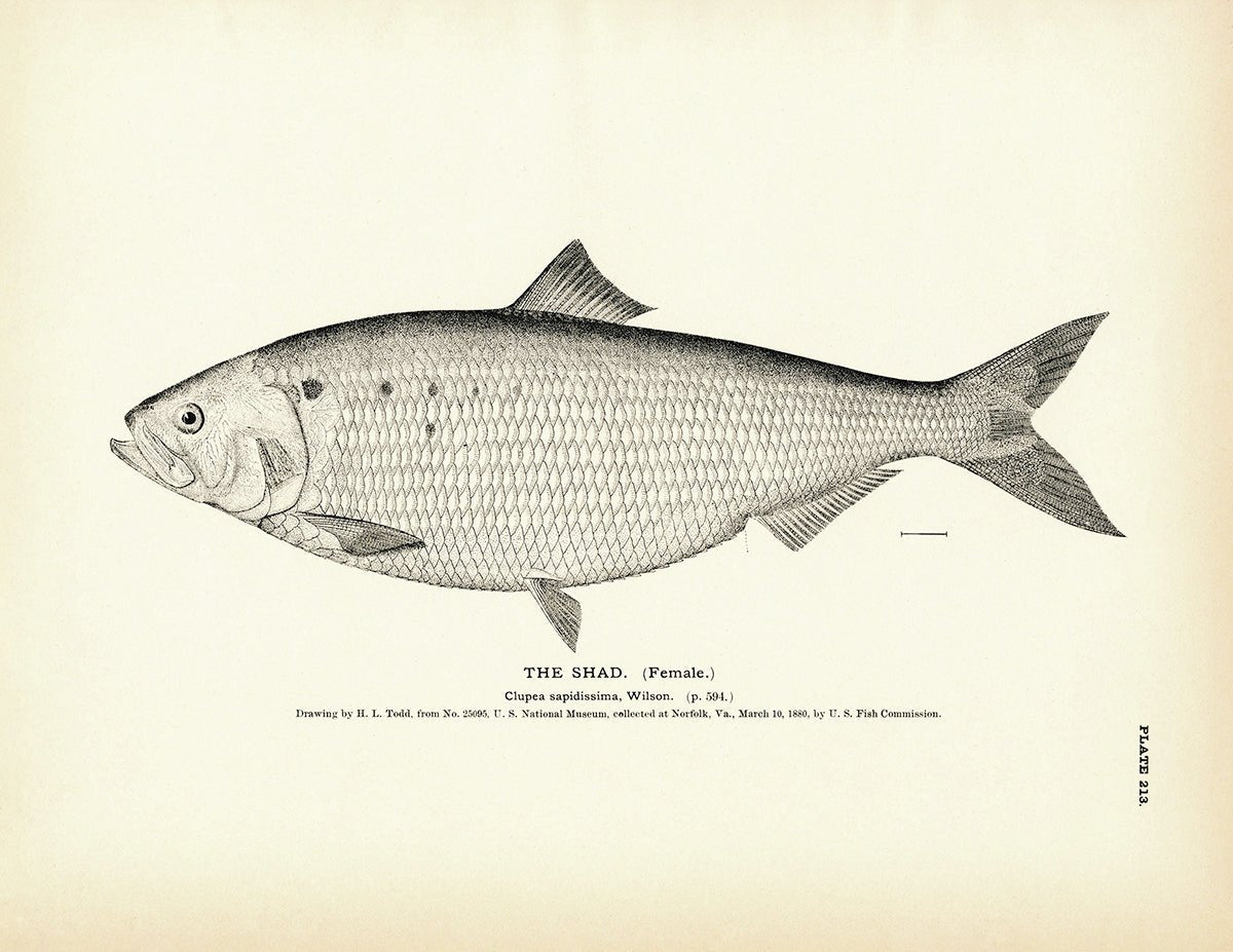 Shad (Female) - 1884 Print | Muir Way