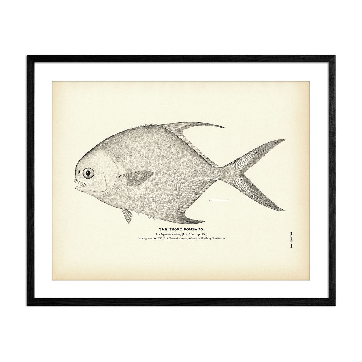 Short Pompano - 1884 Print | Muir Way