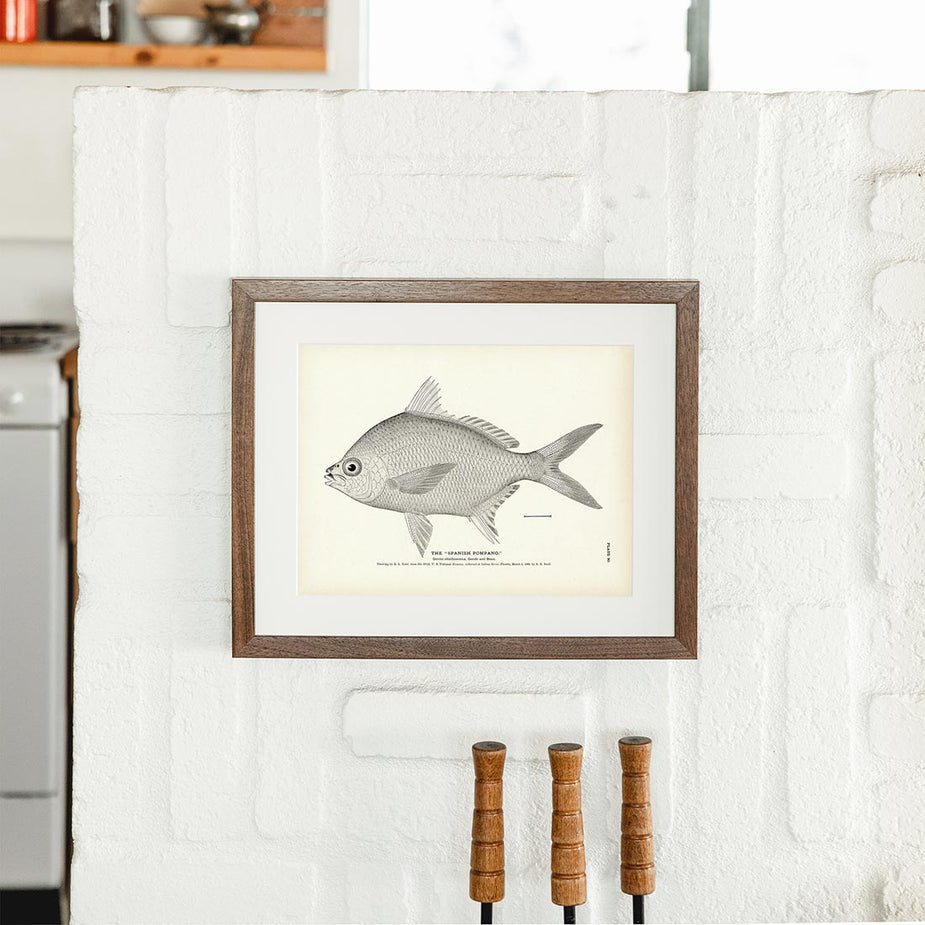 Spanish Pompano - 1884 Print | Muir Way