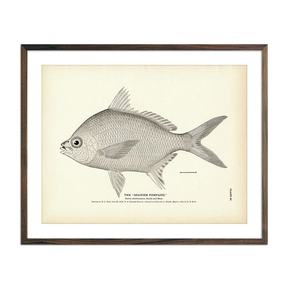Spanish Pompano - 1884 Print | Muir Way