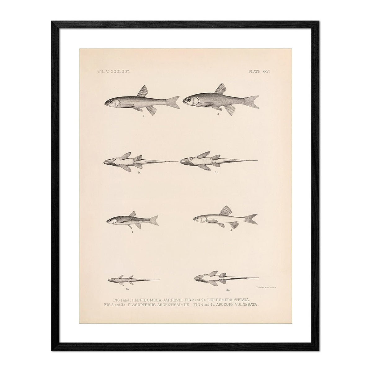 Little Colorado Spinedace, Woundfin and Speckled Dace - 1875 Print ...