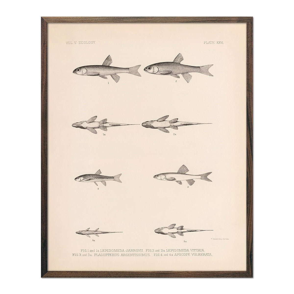 Little Colorado Spinedace, Woundfin and Speckled Dace - 1875 Print ...
