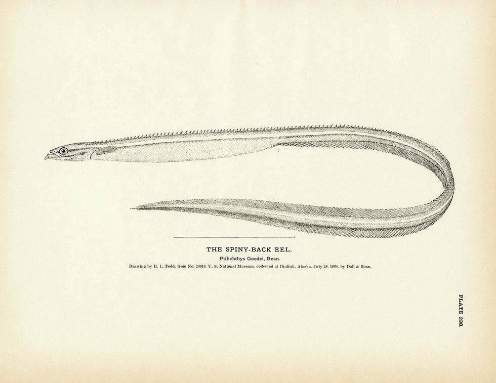 Spiny-Back Eel - 1884 Print | Muir Way