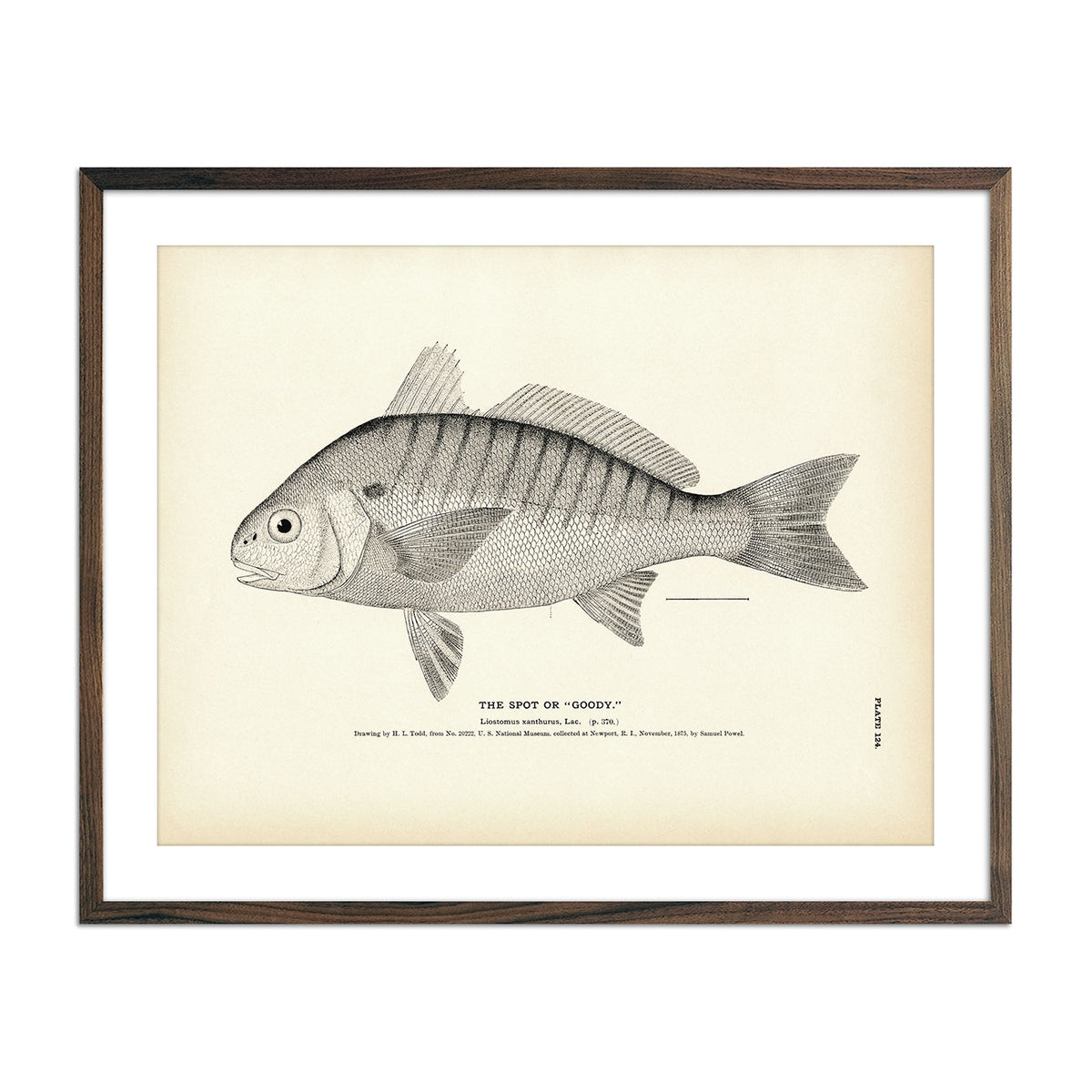 Spot (Goody) - 1884 Print | Muir Way