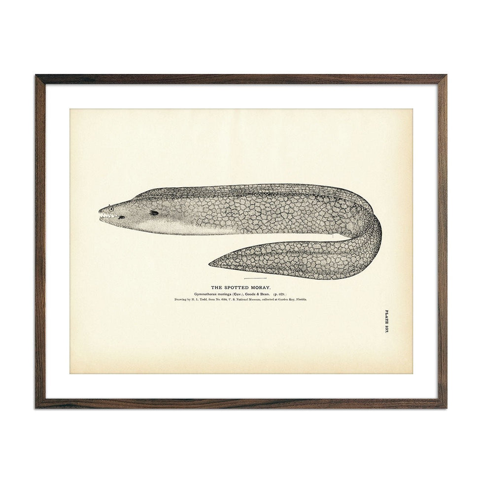 Spotted Moray - 1884 Print | Muir Way