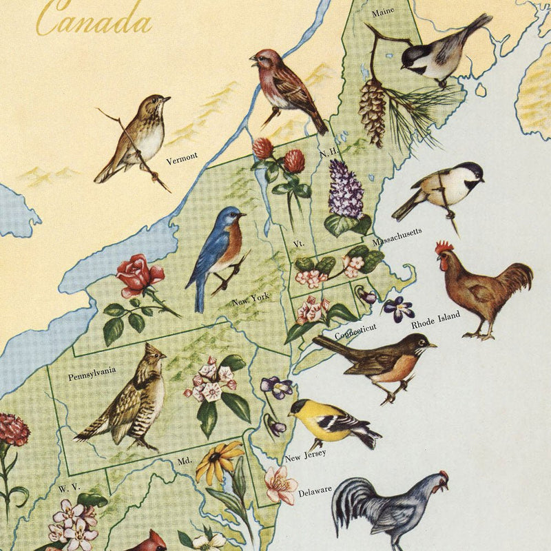 Illustrated Map of US State Birds and Flowers (1965) | Muir Way