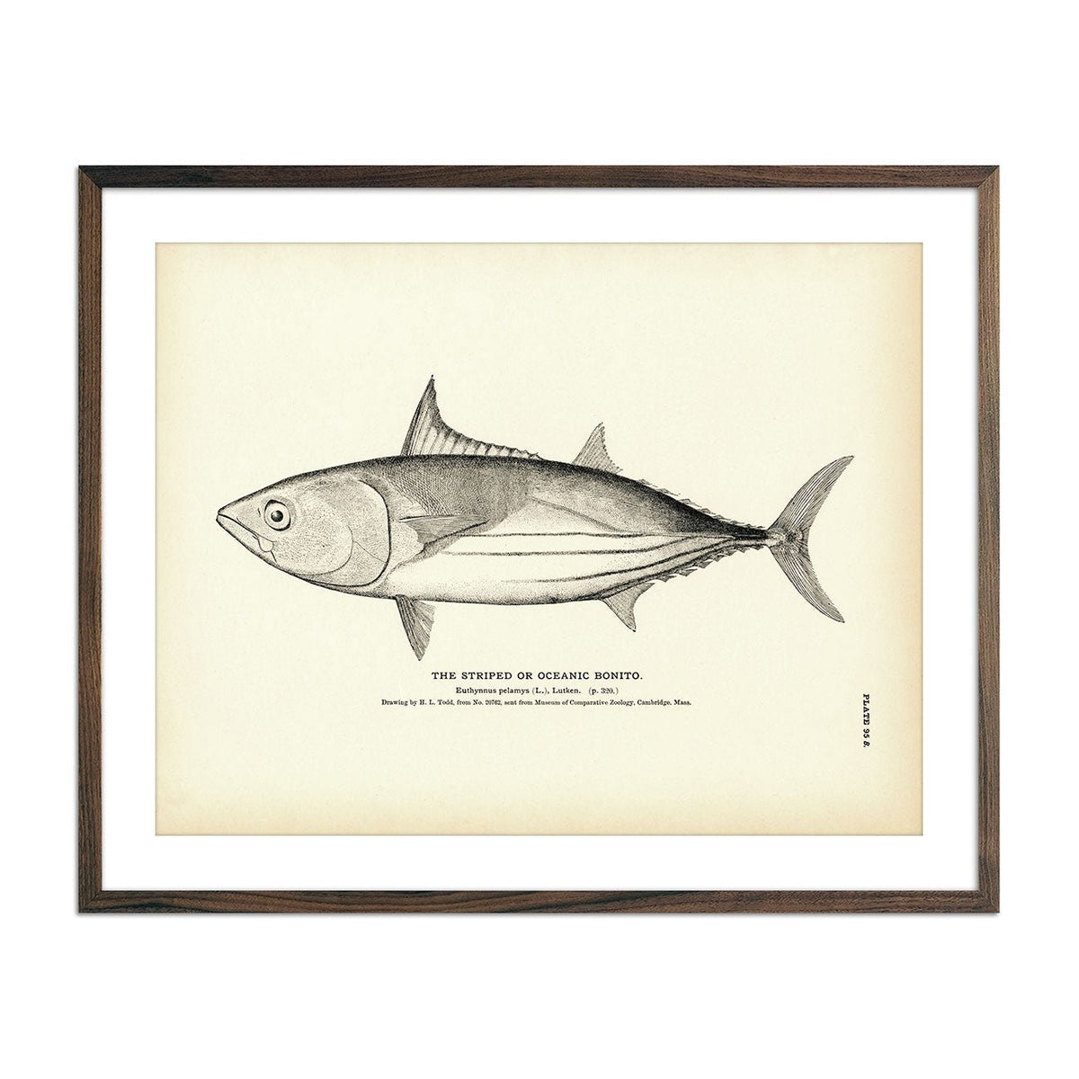 Striped Bonito (Oceanic Bonito) - 1884 Print | Muir Way