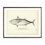 Striped Bonito (Oceanic Bonito) - 1884 Print | Muir Way