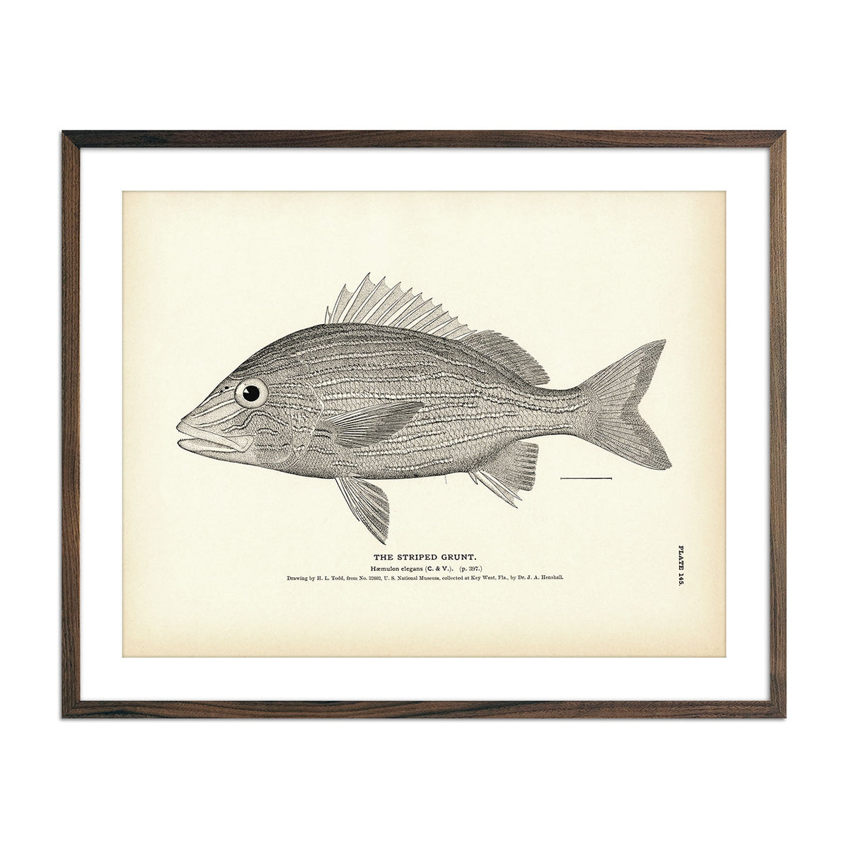 Striped Grunt - 1884 Print | Muir Way