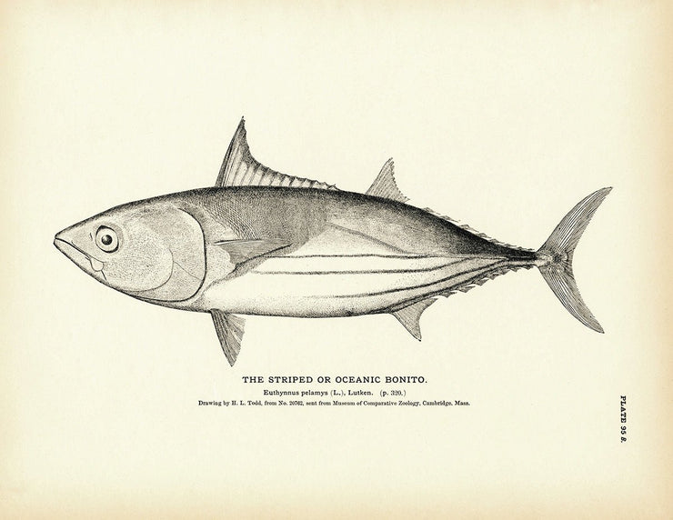 Striped Bonito (Oceanic Bonito) - 1884 Print | Muir Way