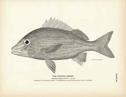 Striped Grunt - 1884 Print | Muir Way