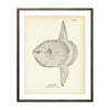 Sunfish - 1884 Print | Muir Way