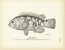 Tautog - 1884 Print | Muir Way