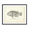 Tautog - 1884 Print | Muir Way