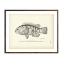 Tautog - 1884 Print | Muir Way