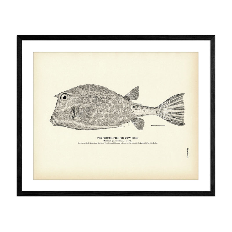 Trunk-Fish (Cow-Fish) - 1884 Print | Muir Way