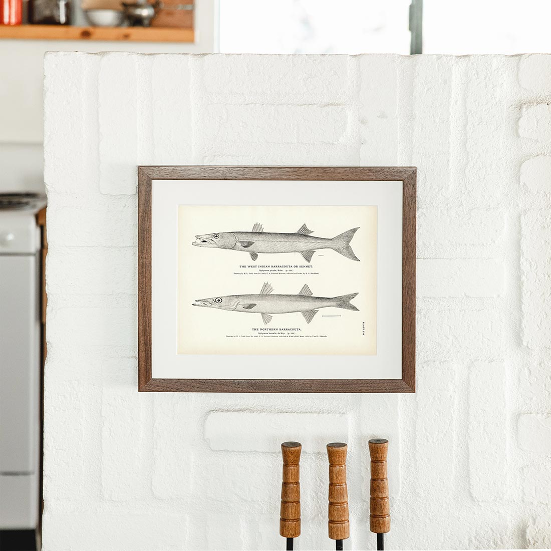 West Indian Barracouta (Sennet) and Northern Barracouta - 1884 Print ...