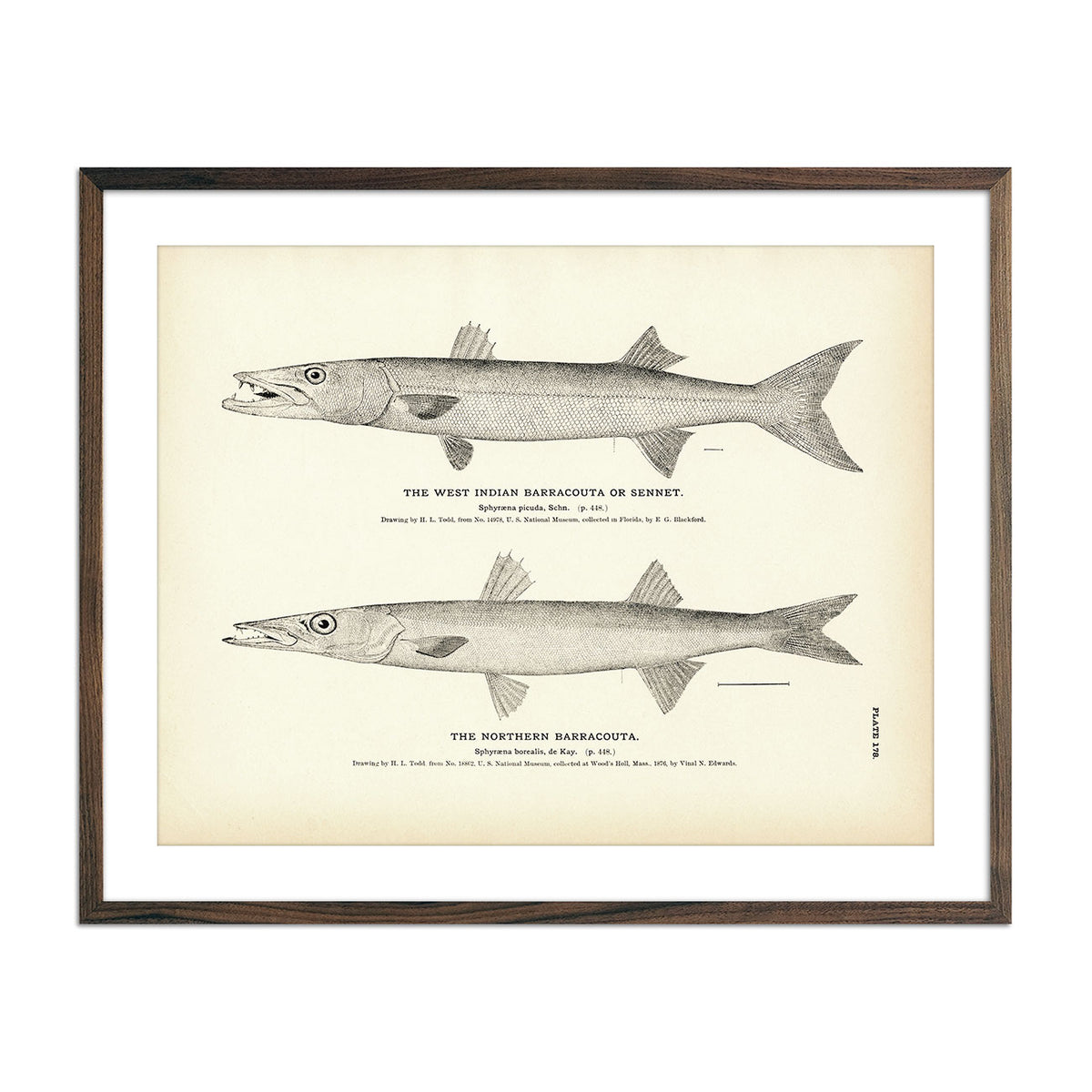 West Indian Barracouta (Sennet) and Northern Barracouta - 1884 Print ...