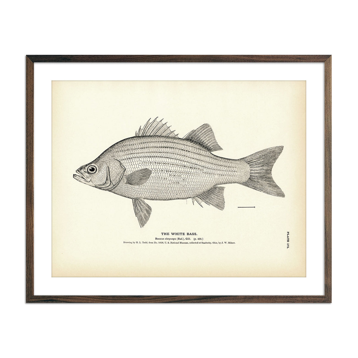 White Bass - 1884 Print | Muir Way