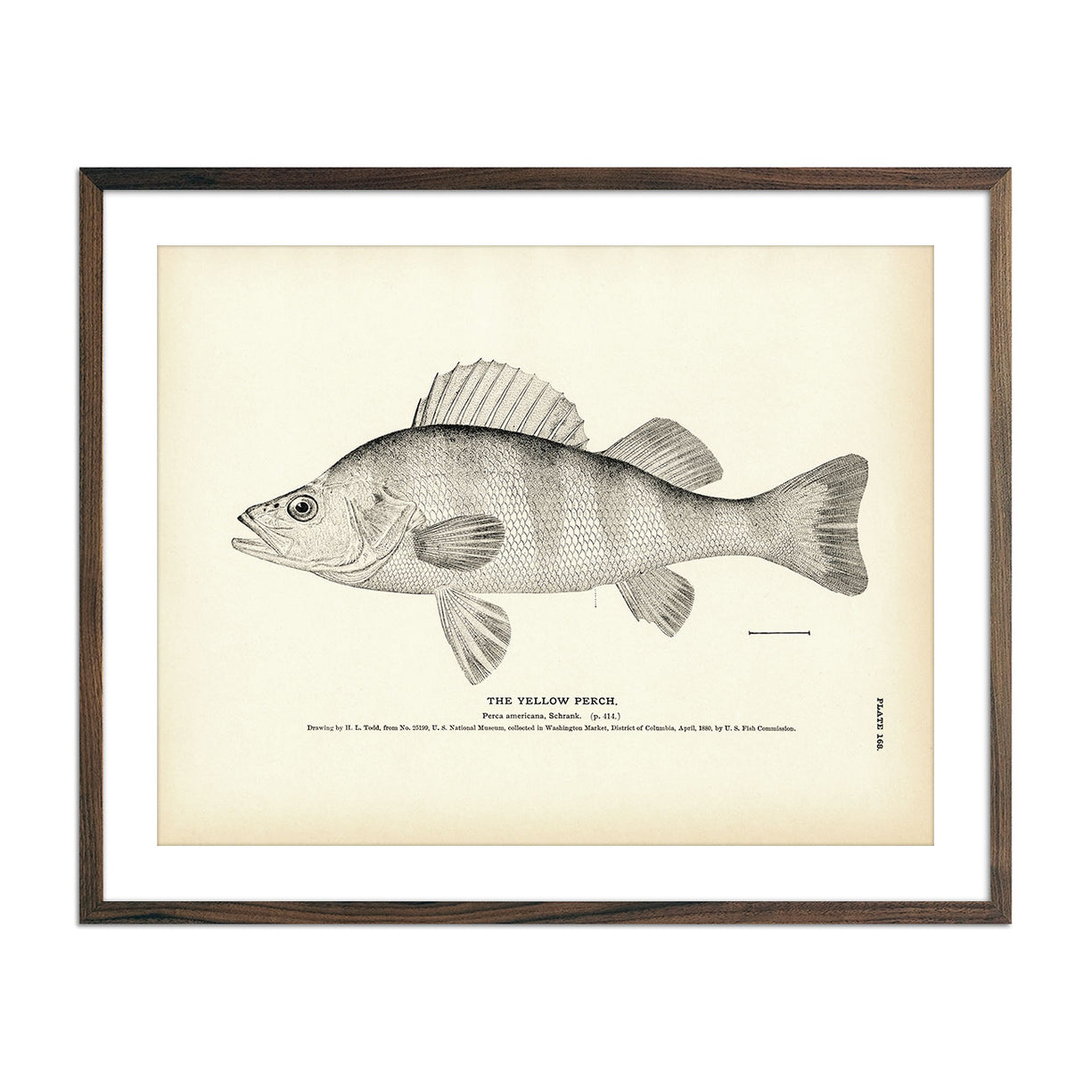 Yellow Perch - 1884 Print | Muir Way